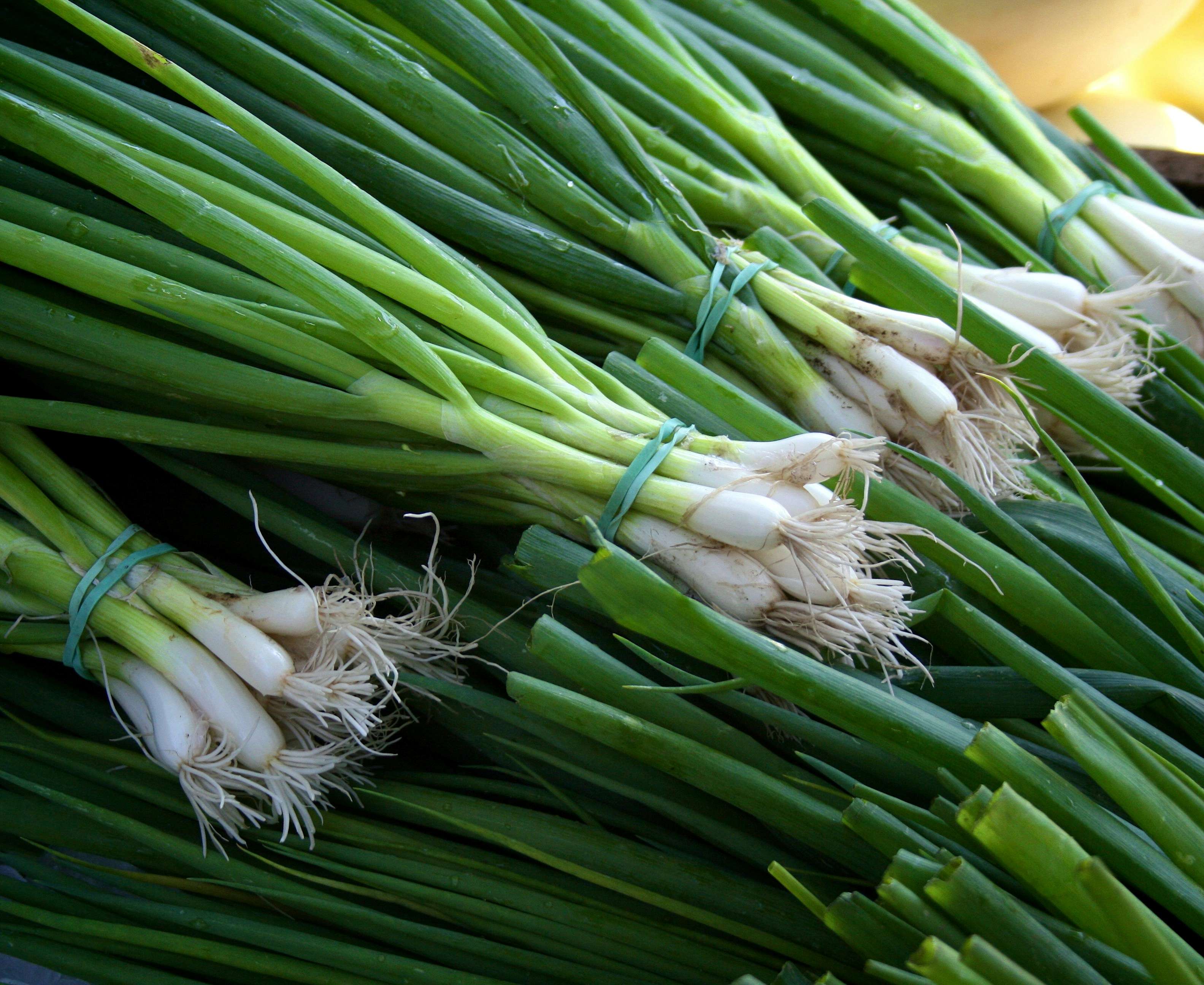 les plats pays Jeunes oignons, oignons verts, cébette: comment le dit ...